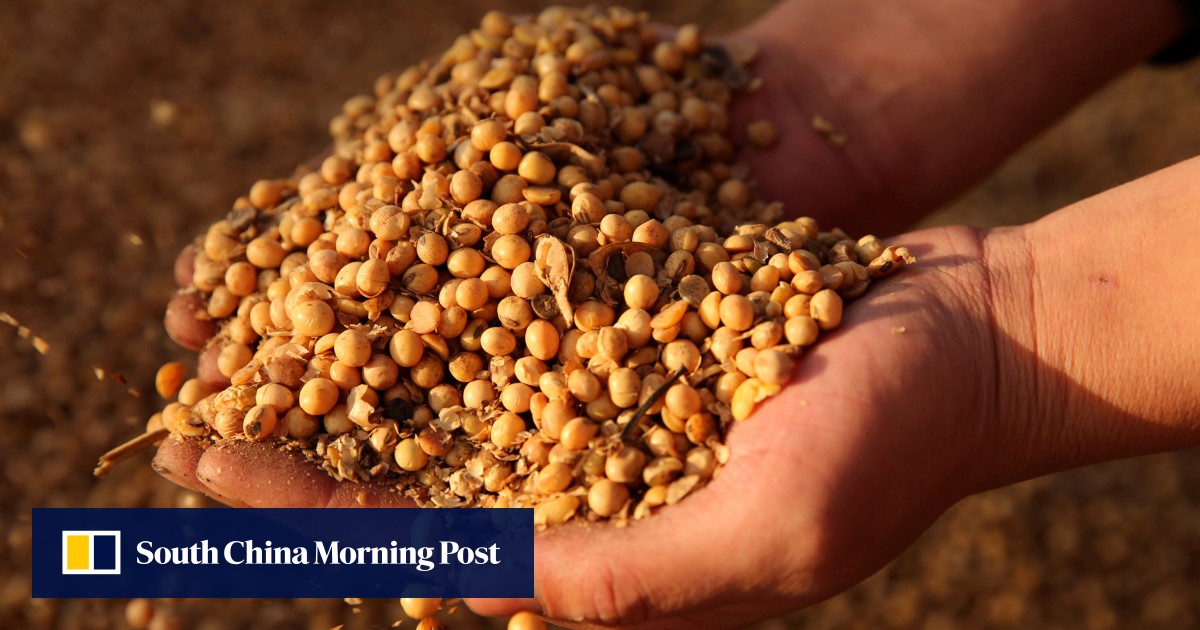 China reluctant to place large soybean orders despite Donald Trump’s US ...