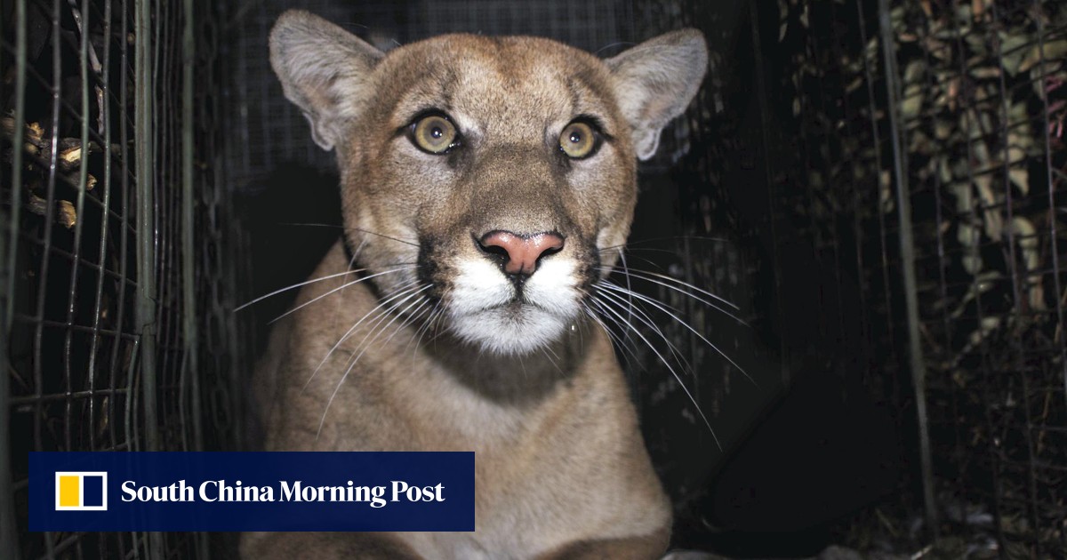 Mountain lion bites boy on head outside rural US home | South China ...
