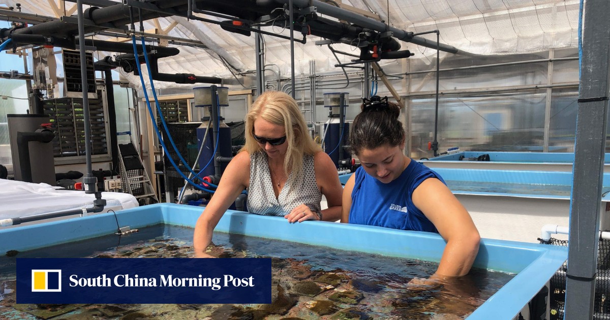 New hope for threatened reefs as US scientists reproduce coral in lab ...