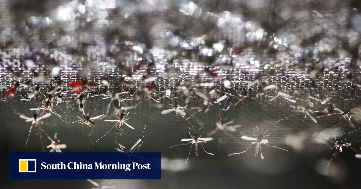 Dengue fever: progress made in fight to halt deadly outbreak sweeping ...