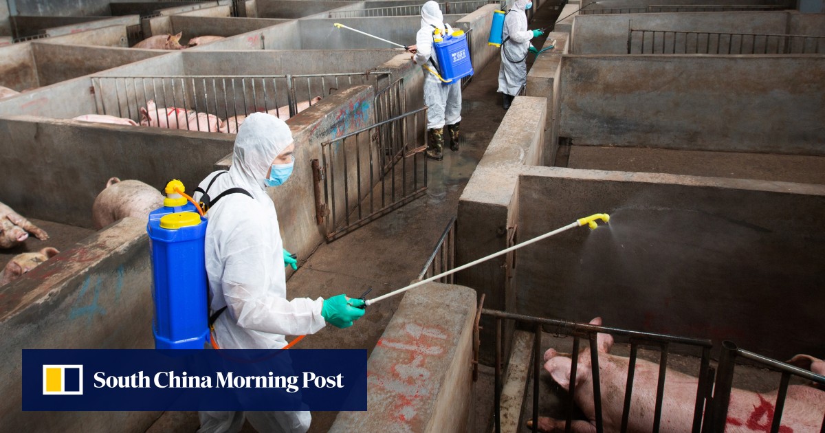 China’s ‘heartbroken’ pig farmers torn apart by pork price spike and ...