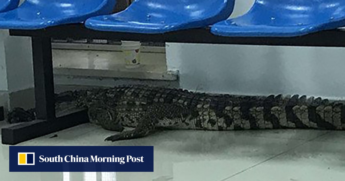 Crocodile shock for security guard at Chinese beauty spot | South China ...