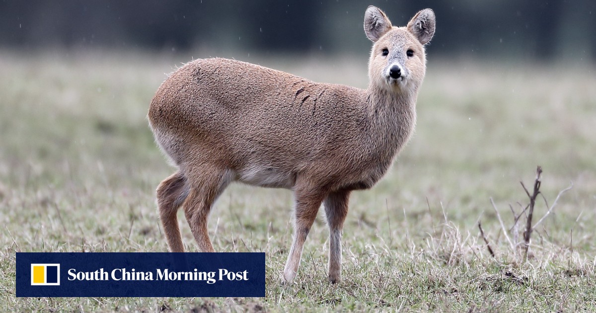 The ‘vulnerable’ Chinese deer hunted for fun in the UK | South China ...