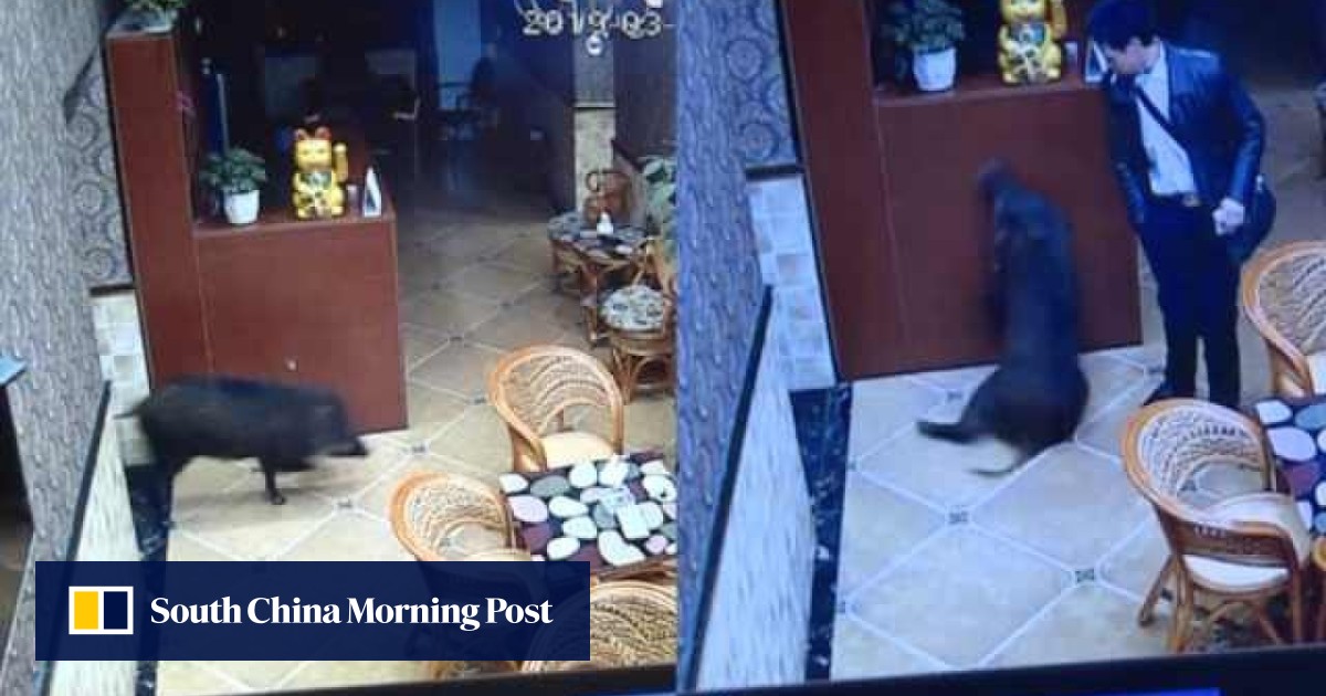 300-pound wild boar goes on rampage in Chinese karaoke bar | South ...