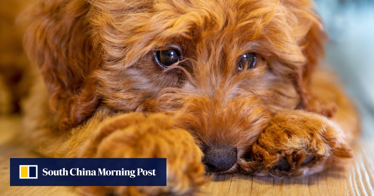 Labradoodle creator Wally Conron says making ‘Frankenstein’s monster ...