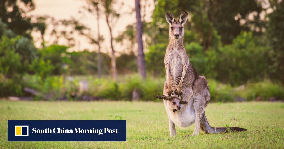Twenty kangaroos killed in Australian ‘hit-and-run spree’ | South China ...