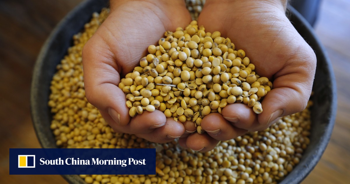 New soybean could make China more self-reliant during trade war | South ...