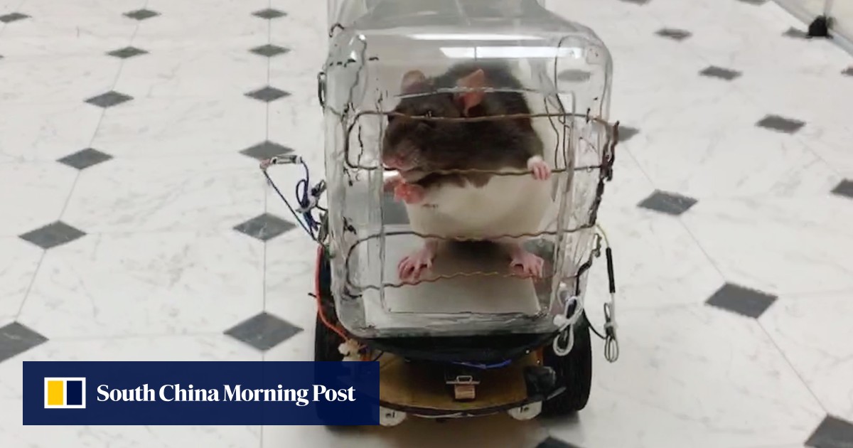 Rats trained to drive tiny cars find it relaxing, scientists report ...