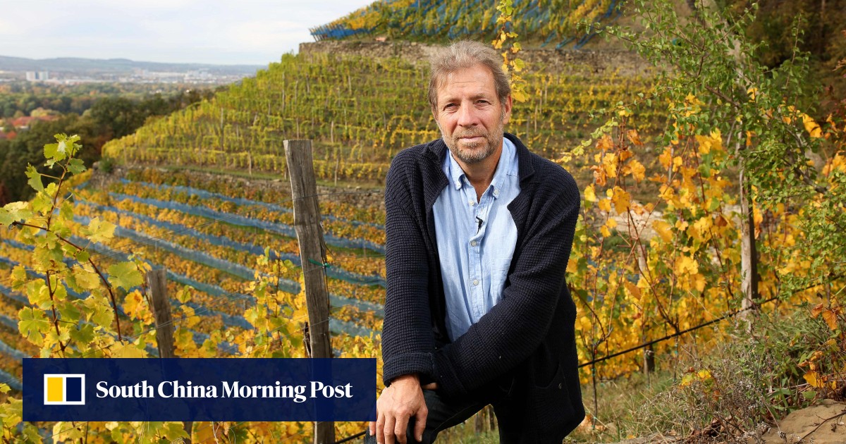 How German wine from Saxony has been transformed by fall of communism ...