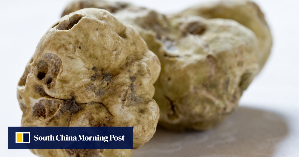 Rich Hongkonger pays US$132,000 for huge 1kg white truffle – at ...