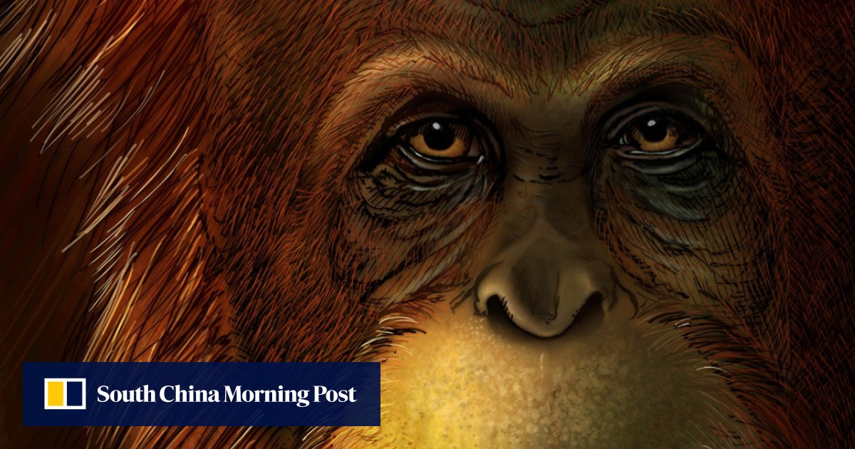 China’s huge mysterious extinct ape ‘Giganto’ was an orangutan cousin ...