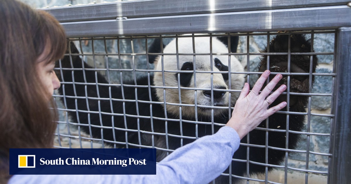 Bei Bei bye bye: devoted US keeper waves farewell to giant panda cub ...