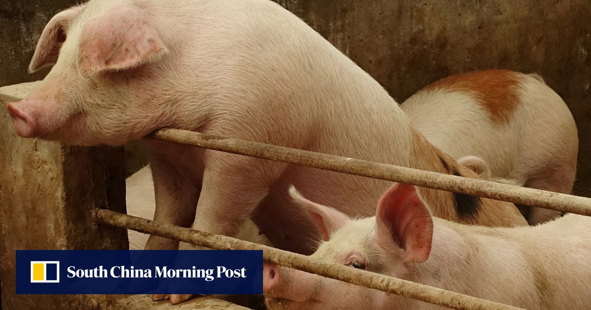 Dead pig infected with African swine fever washes ashore in Taiwan ...