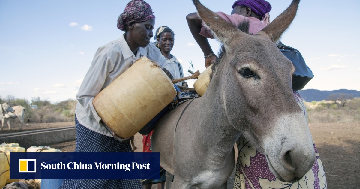 Chinese medicine ejiao has left the world’s donkey population in crisis ...