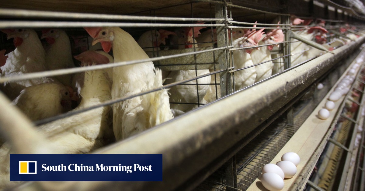 US moves closer to resuming chicken exports to China as Beijing ...