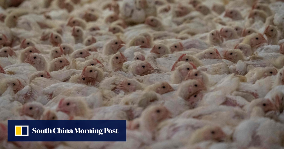 US moves closer to resuming chicken exports to China as Beijing ...