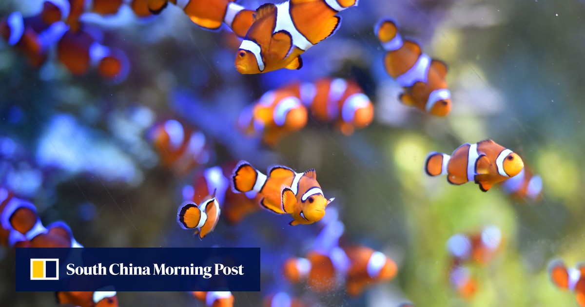 Losing Nemo: clownfish could vanish for good due to climate change ...