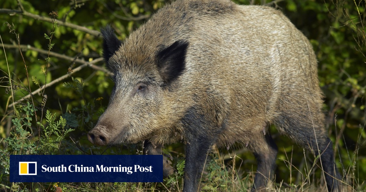 Texas woman Christine Rollins killed by pack of feral hogs on way to ...