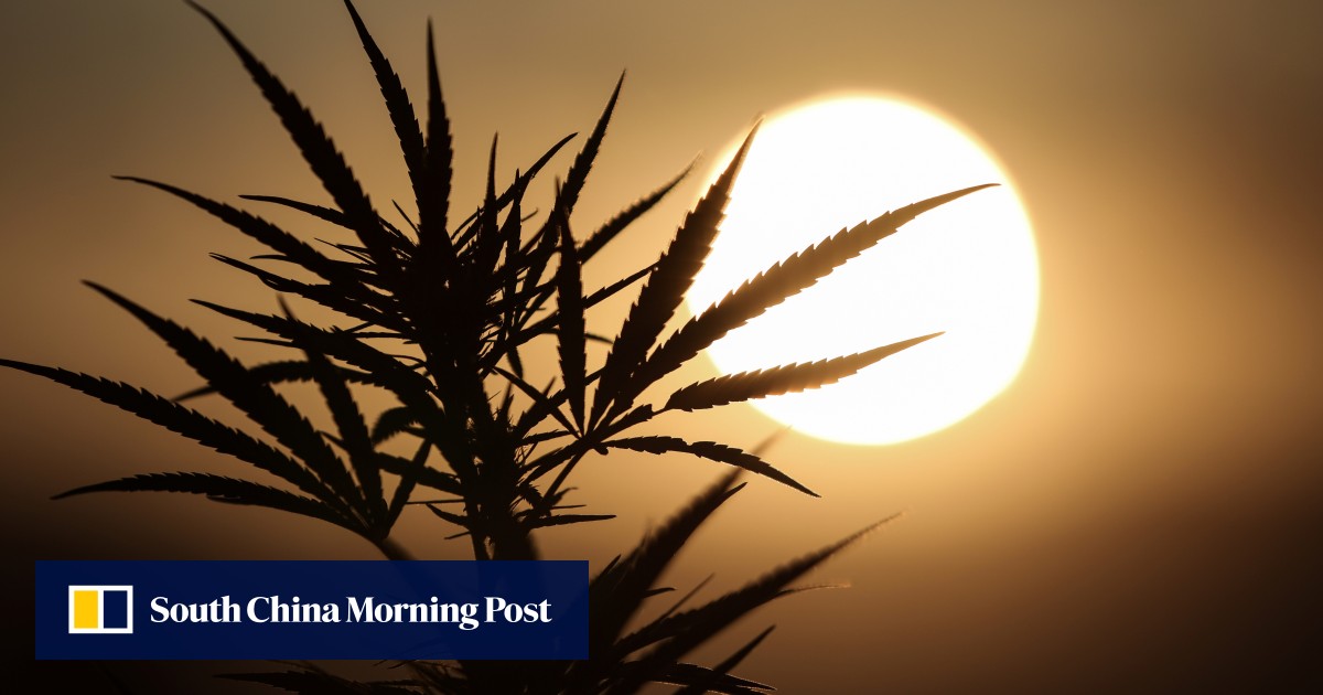 Leak reveals Hong Kong firm’s troubled multimillion-dollar cannabis ...