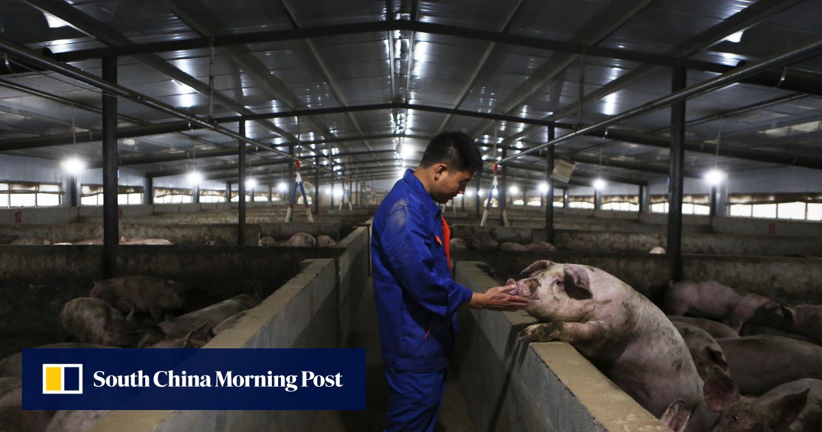 China’s pig numbers rise but supplies still tight before Lunar New Year ...