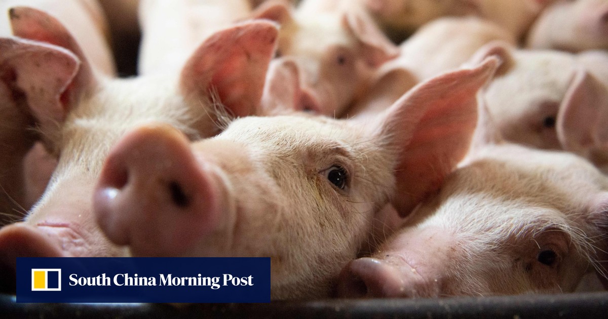 ‘Pork is for the gods’: can Singapore solve Hong Kong’s pig problem ...
