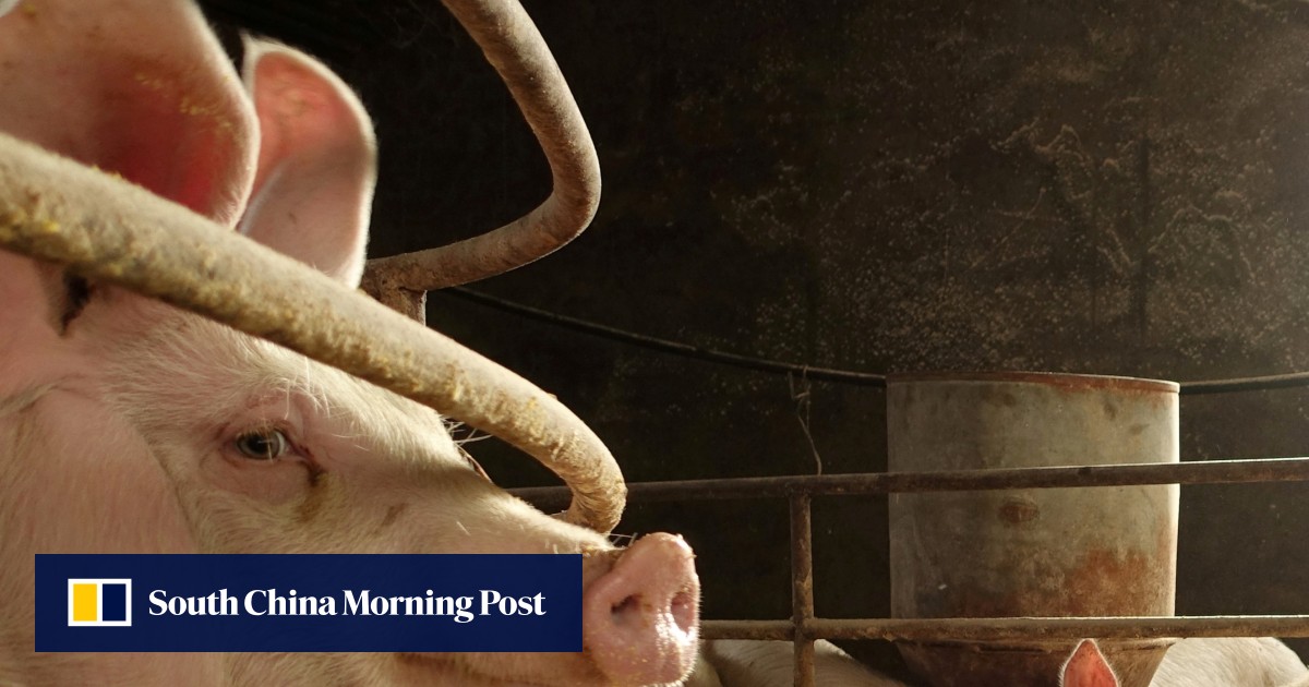 Chinese pig farming kings thrive as African swine fever sends prices ...