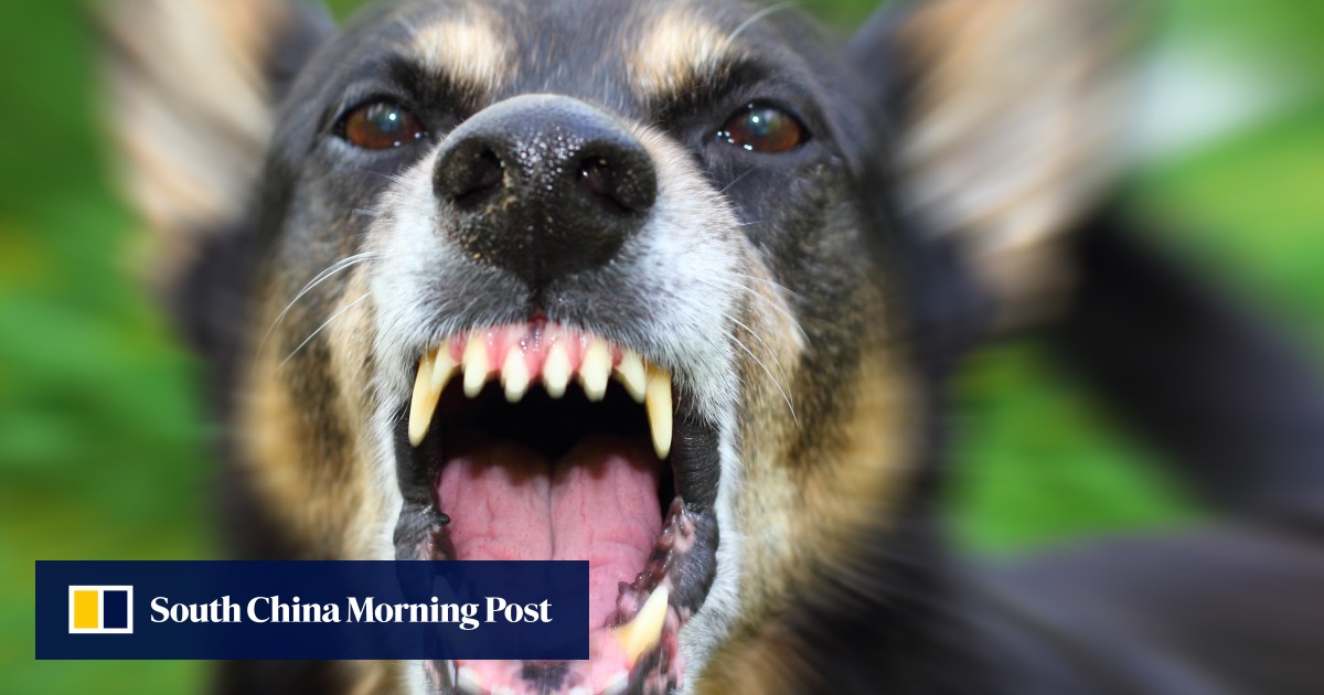 Barbaric dogfighting ring where spectators ate defeated dogs | South ...