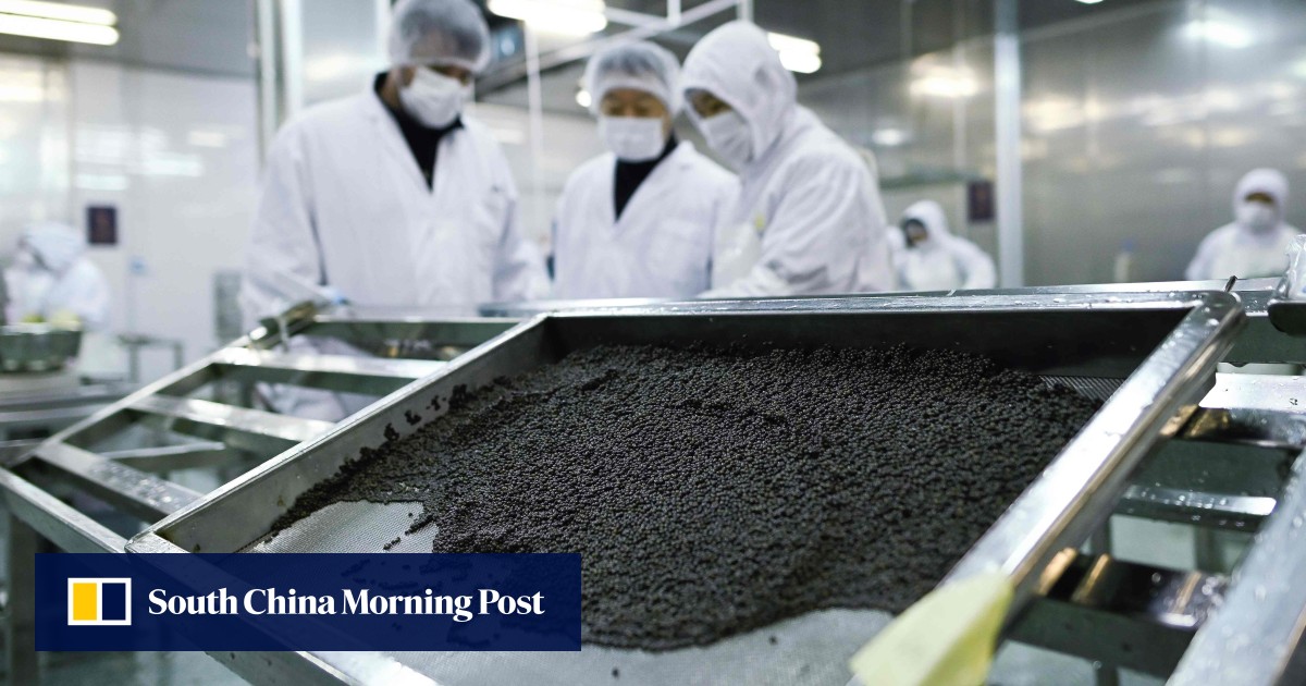 How China came to satisfy the world’s appetite for caviar | South China ...