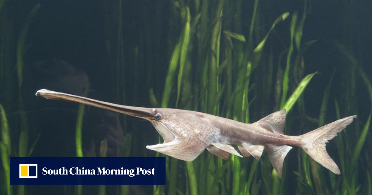 Chinese paddlefish, native to the Yangtze River, declared extinct by ...