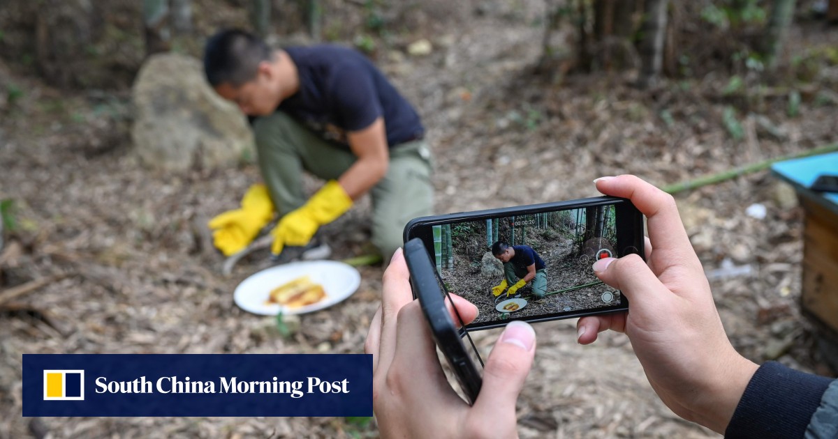Chinese farmers create a buzz, and a living, through video-sharing apps ...