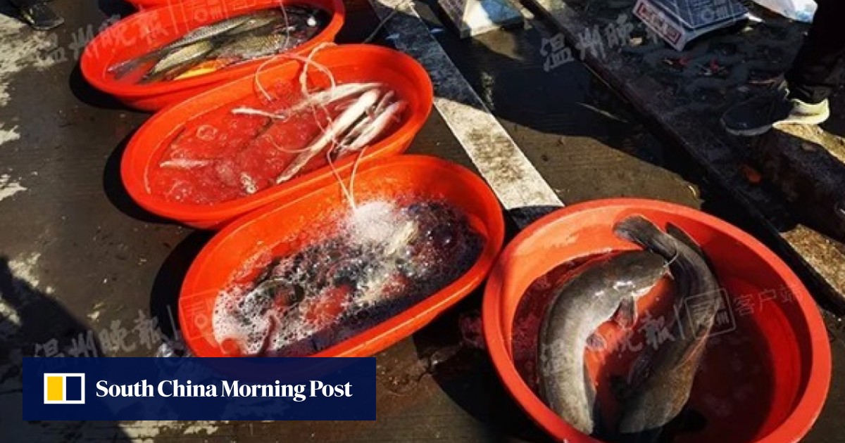 Chinese city clamps down after customer is duped into buying fish ...