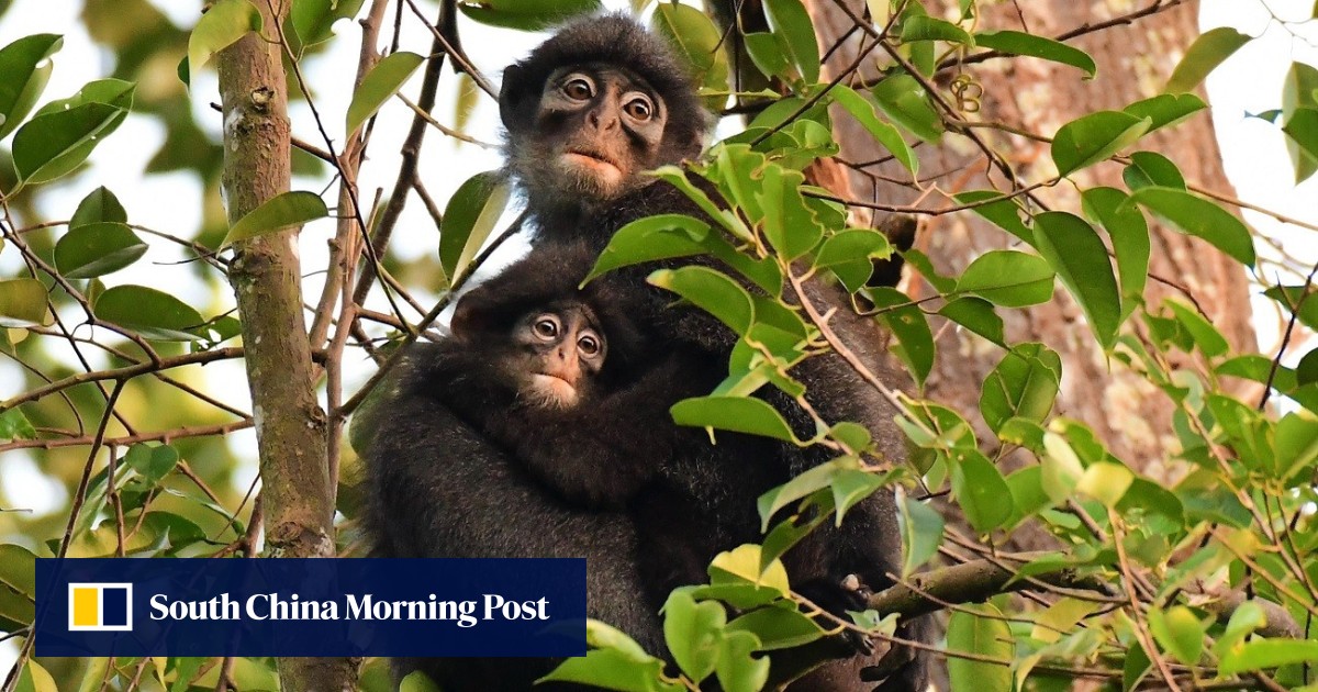 Singapore’s rarest monkeys need love and space to live, says local ...