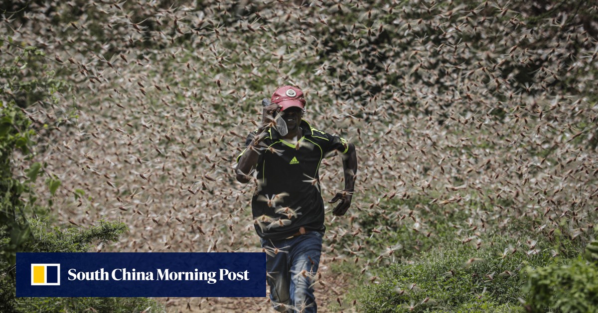 Skies go black in Africa’s worst locust plague in decades | South China ...