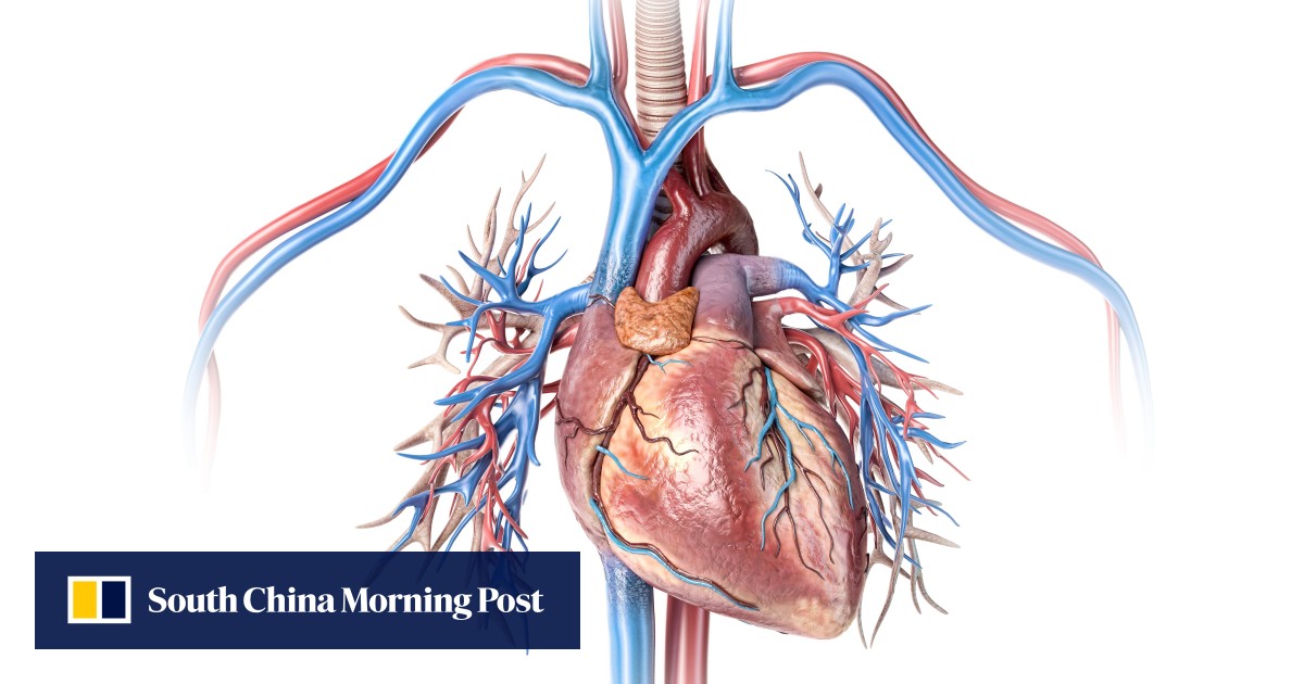How the heart works and how to keep it healthy for longer – doctors ...
