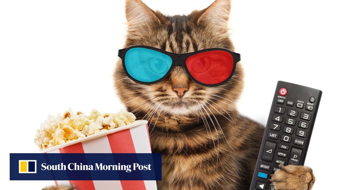 Cats can act? Taiwan International Cat Film Festival celebrates felines ...