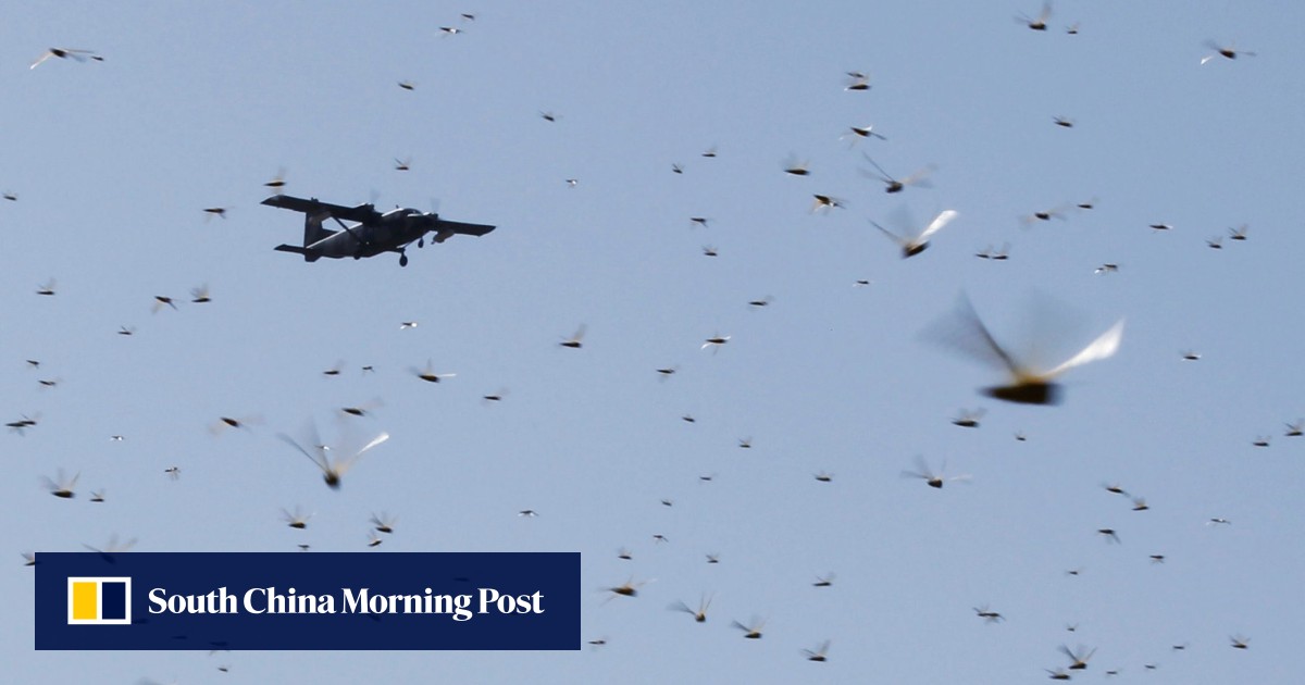 China steps up locust prevention as swarms ravage crops in neighbouring ...