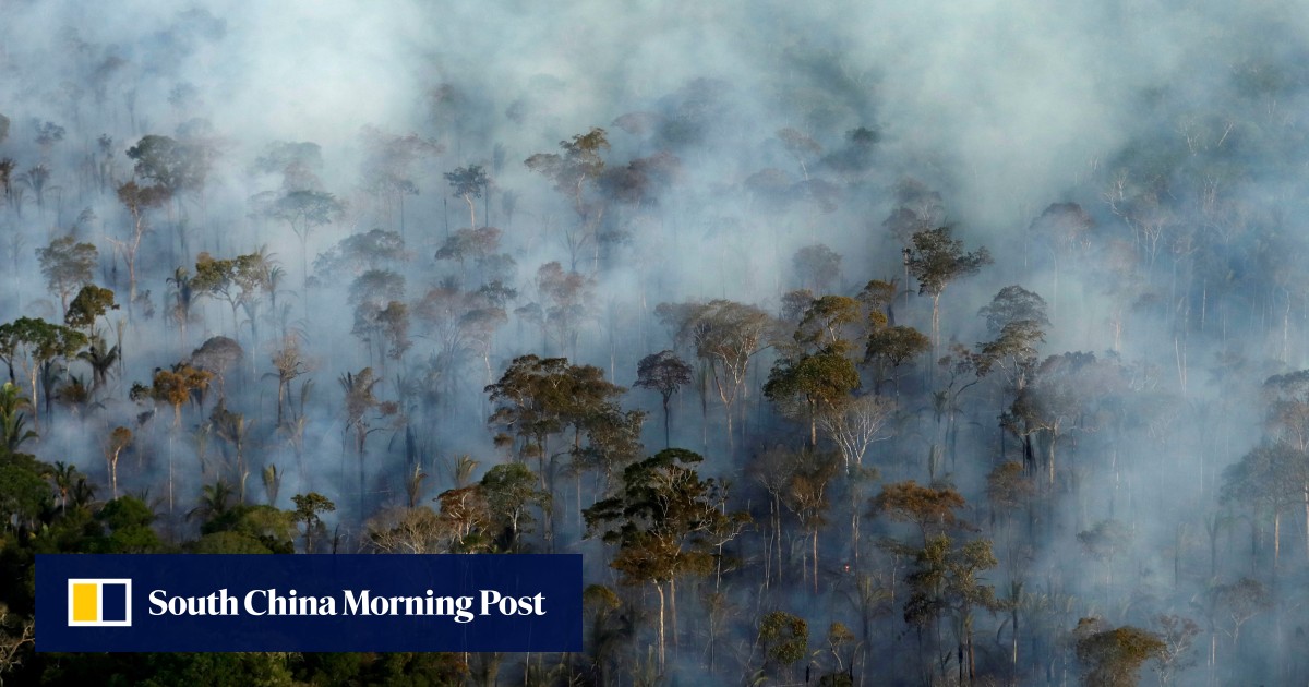 ‘Terrifying’: Amazon rainforest could collapse in 50 years | South ...