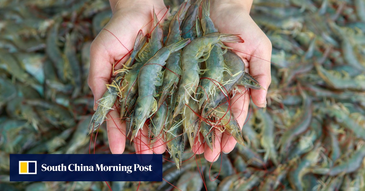 How Singapore start-up’s sustainable seafood grown from stem cells ...