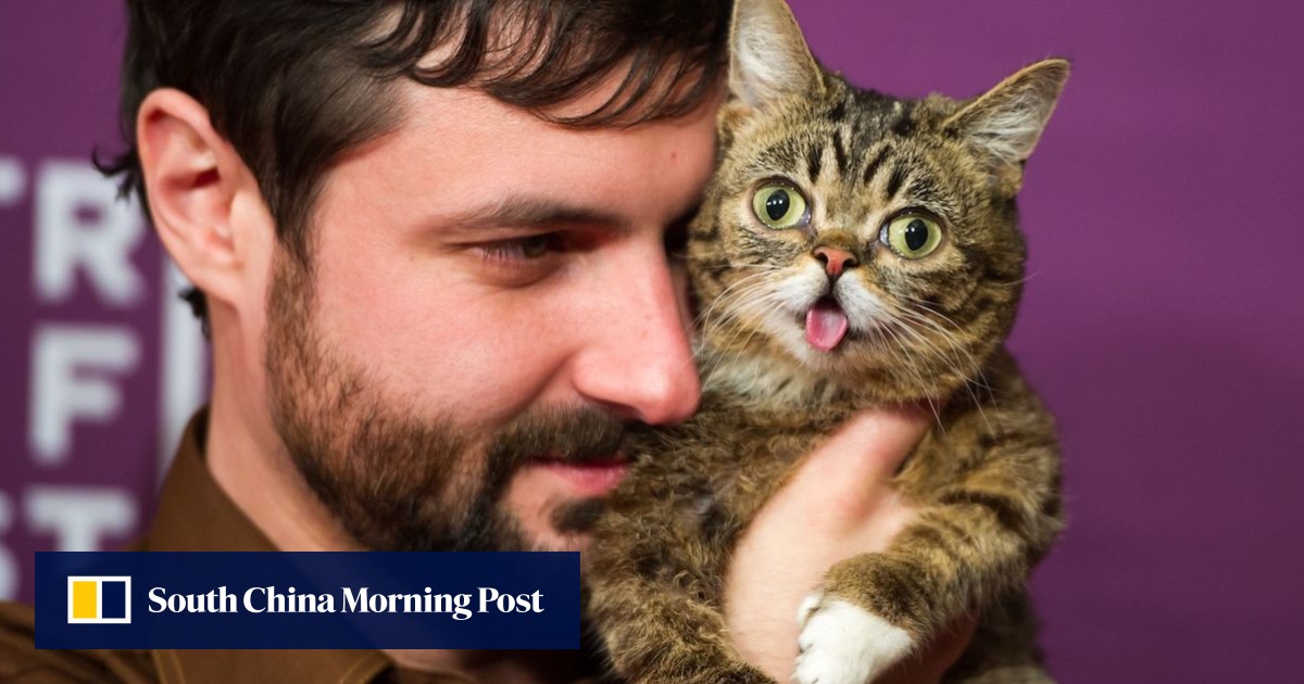 Grumpy Cat, Marnie and Boo are full-blown pet-influencers – but how do ...