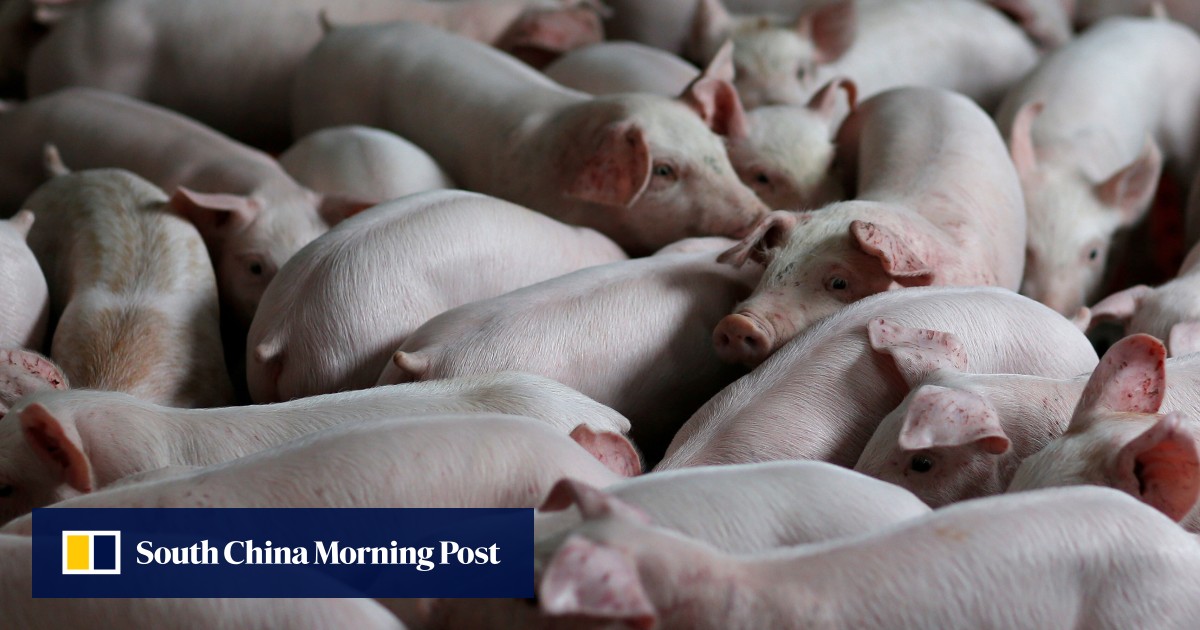 China’s race to produce ‘super pigs’ destined to fail amid haphazard ...