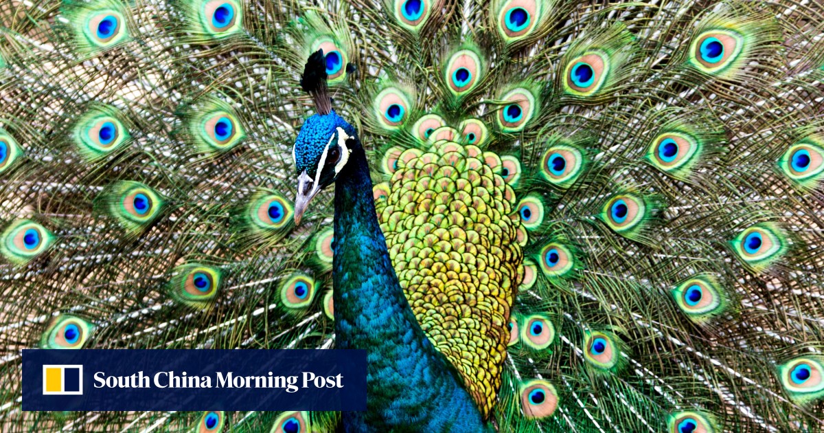 World watches China conservation battle as rare green peacock wins ...