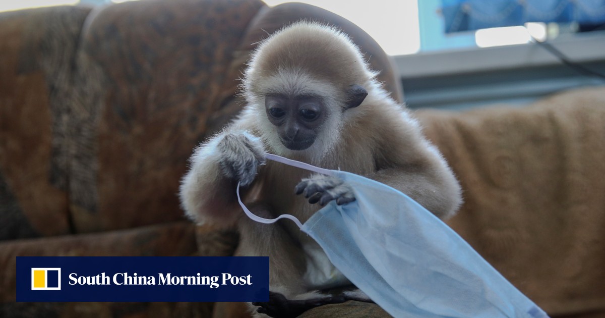 Letter | ‘Caged animals’ in coronavirus lockdown now know the pain of ...