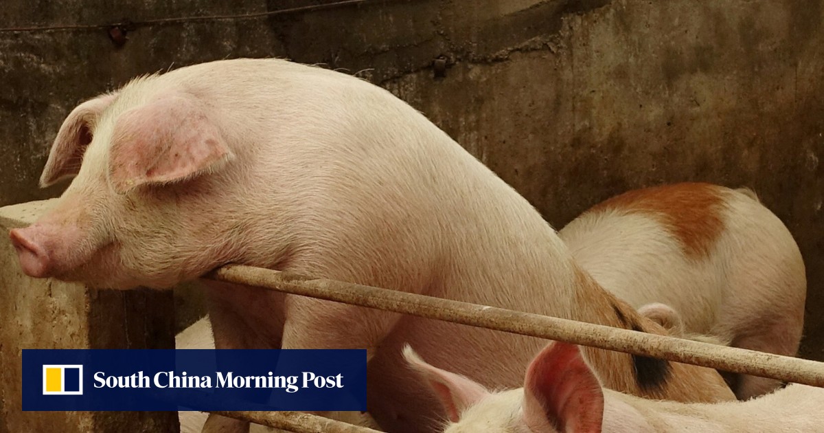 China pork stock expectations fattened up – again – and their past ...