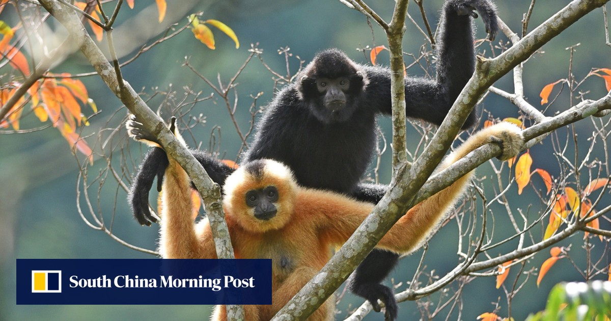 Critically endangered Hainan gibbons return from brink of extinction ...
