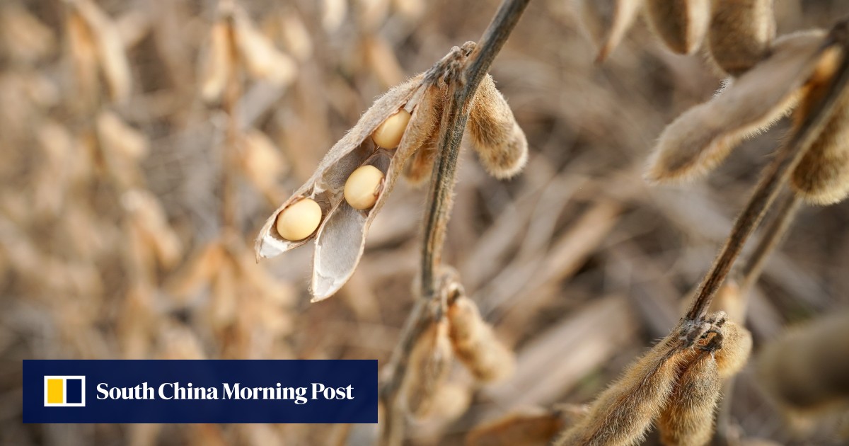 China urged to diversify soybean sources to curb reliance on US | South ...