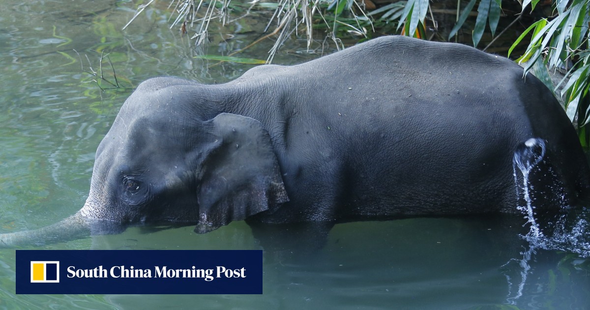 Man arrested in India after pregnant elephant’s shock death by ...