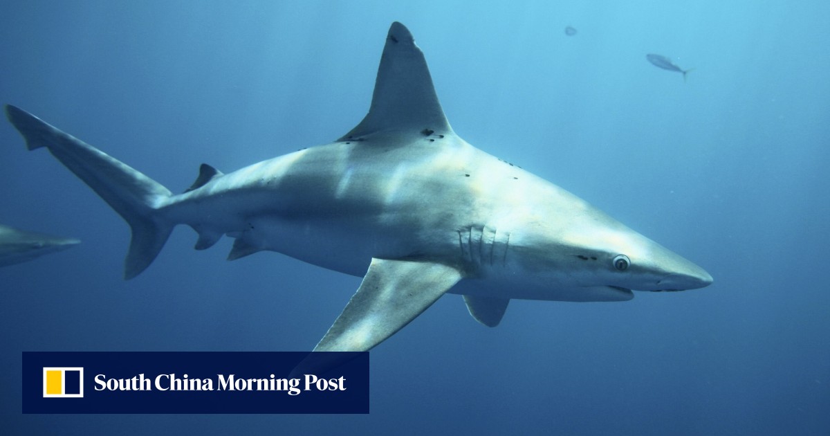 Shark encounter gives Hong Kong swimmers fright of their lives off Sai ...