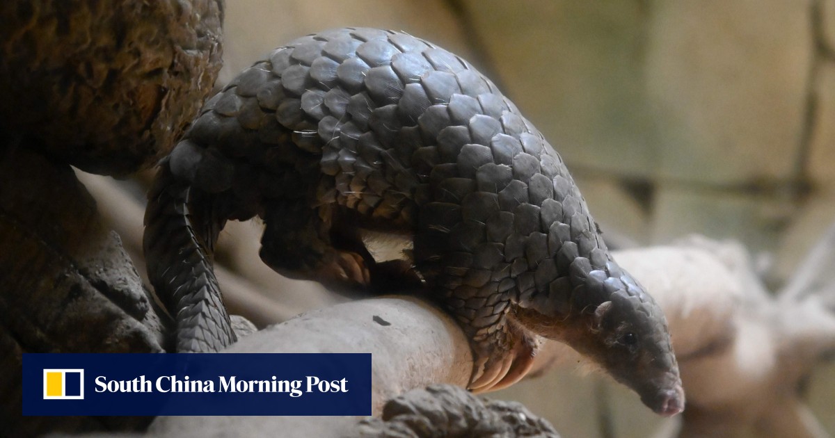 Pangolins removed from Chinese directory of medicines | South China ...