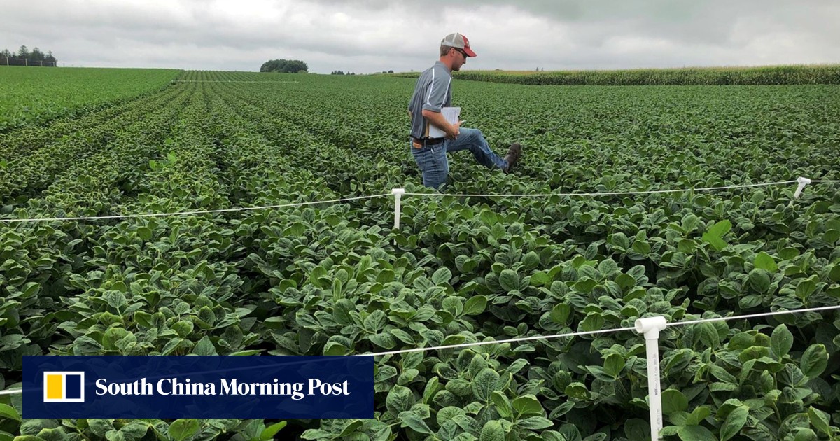 USDA confirms big US soybean sales to China as buying flurry continues ...