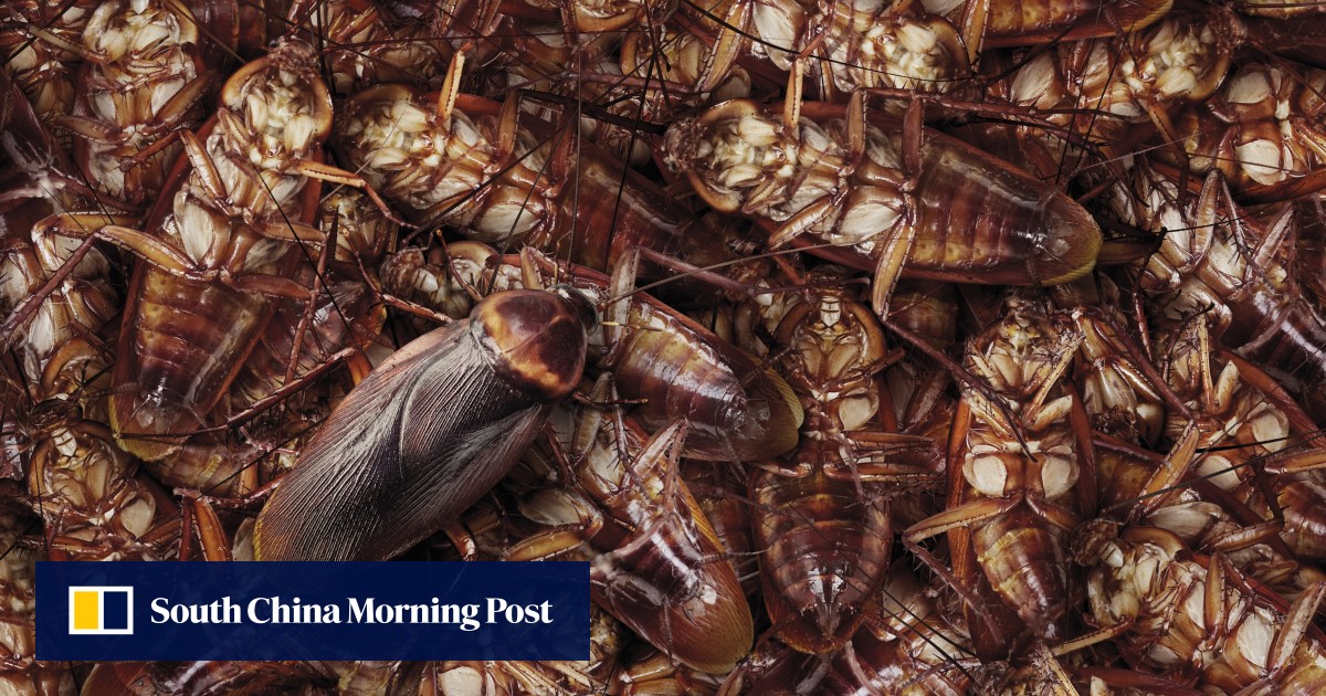 Ex-eBay staff accused of sending live cockroaches to harass couple ...